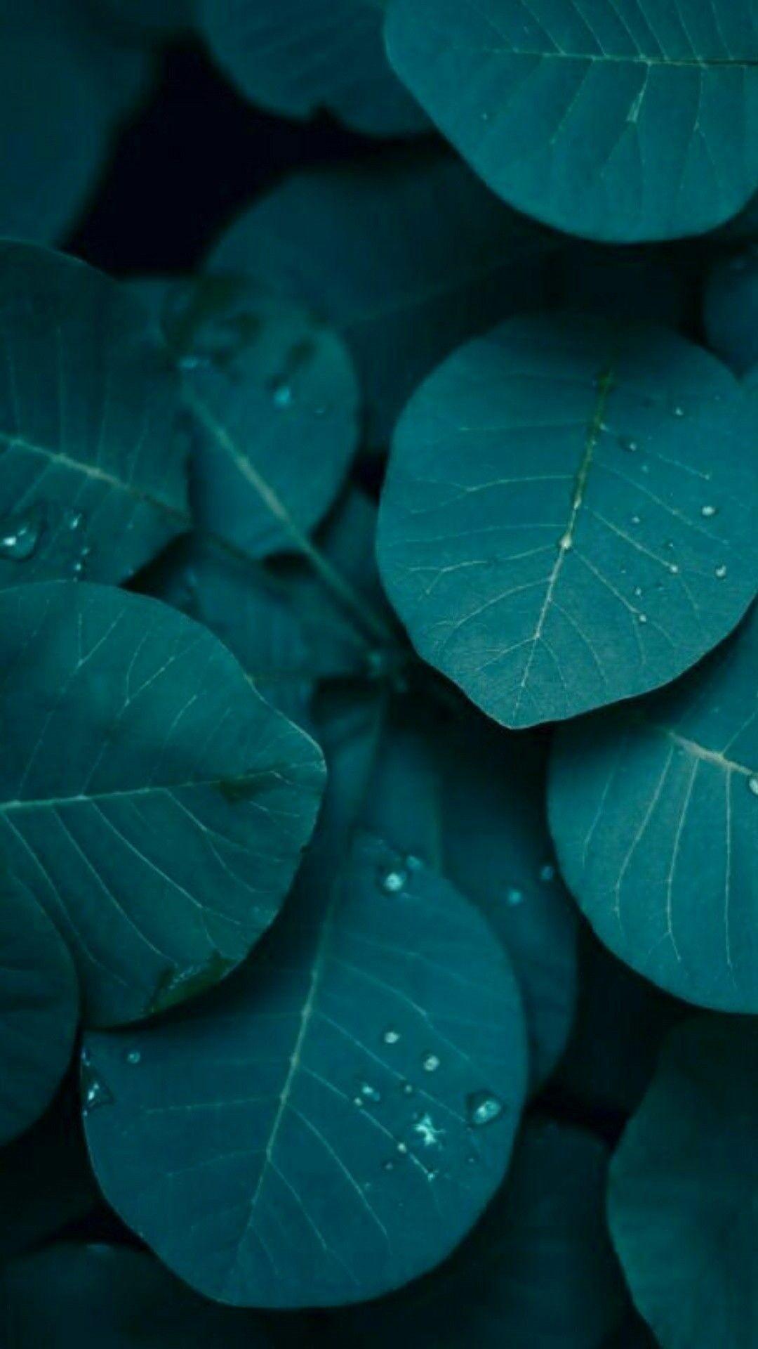 Greenish Wallpapers - Top Free Greenish Backgrounds - WallpaperAccess