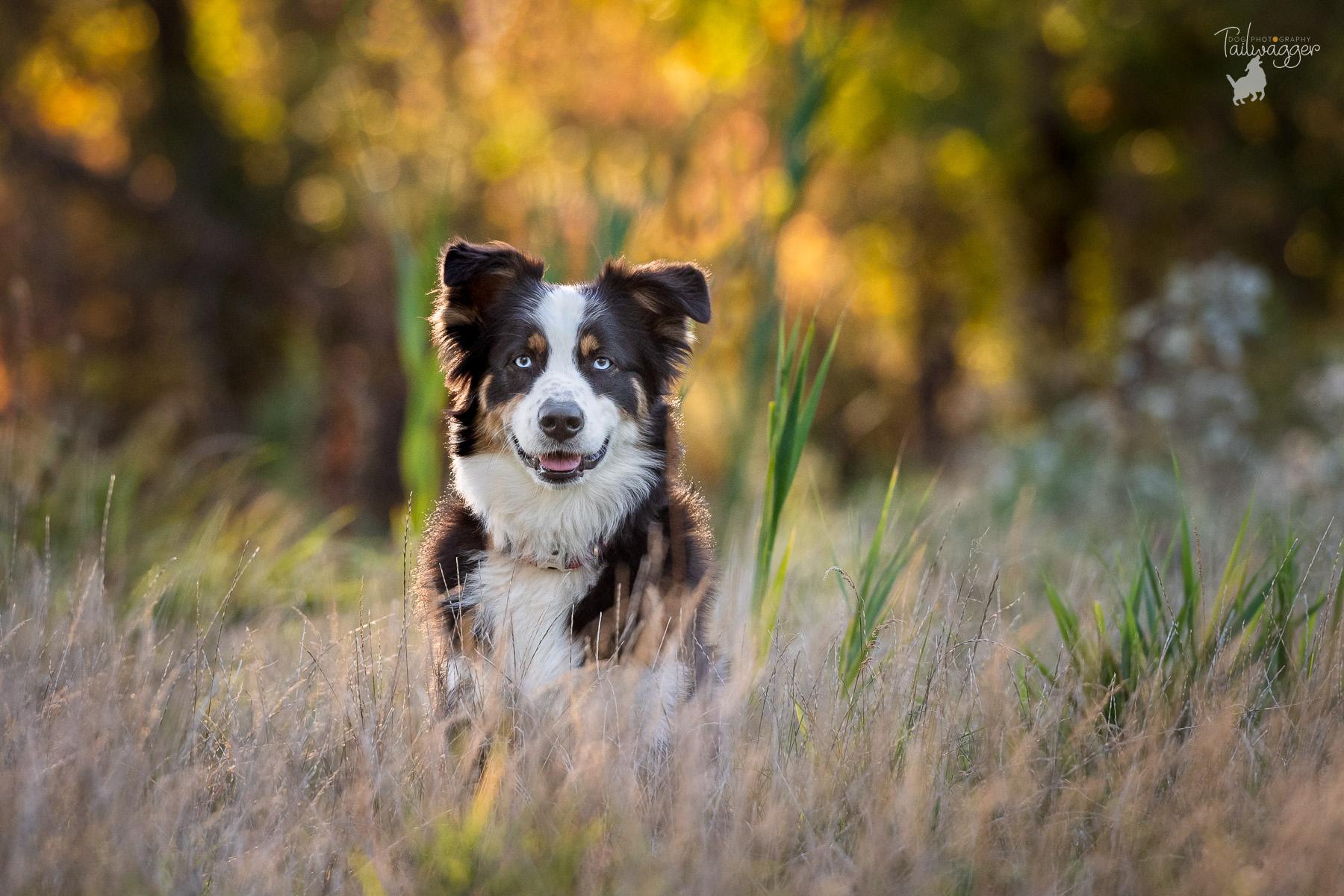 Dog Photography Wallpapers - Top Free Dog Photography Backgrounds ...