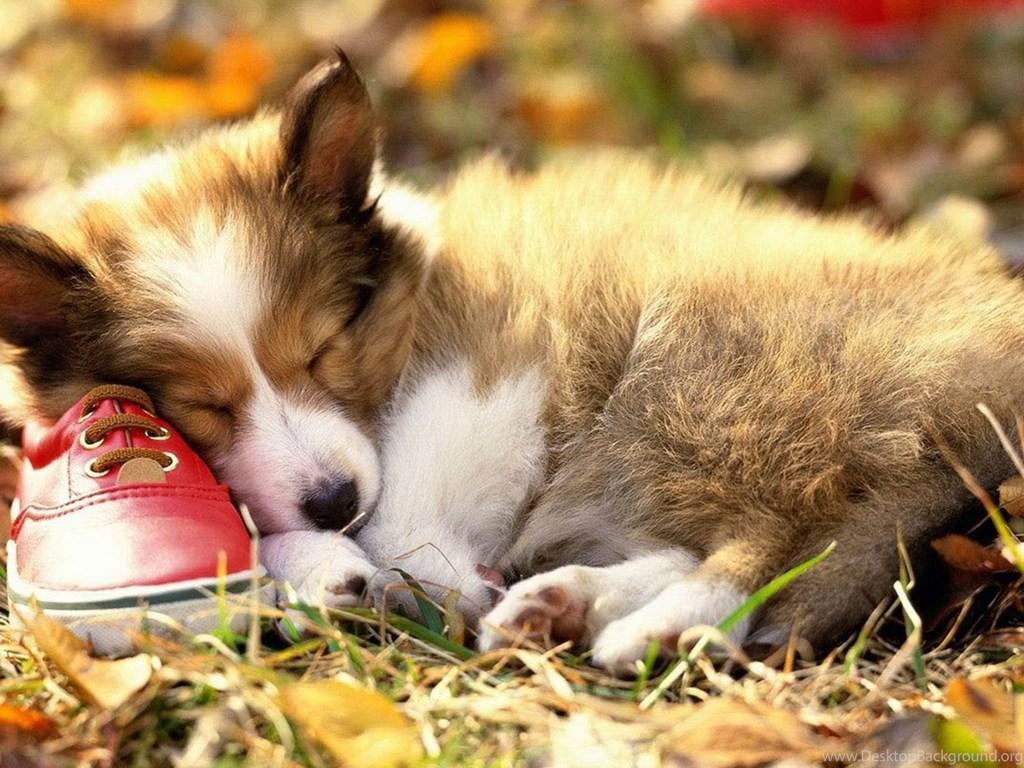 Dog Photography Wallpapers - Top Free Dog Photography Backgrounds ...