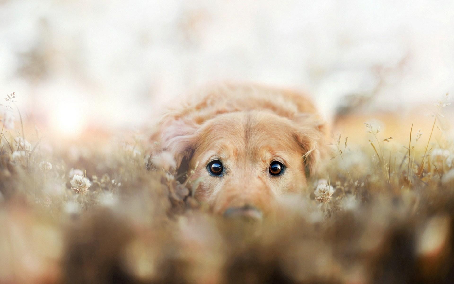 Dog Photography Wallpapers - Top Free Dog Photography Backgrounds ...