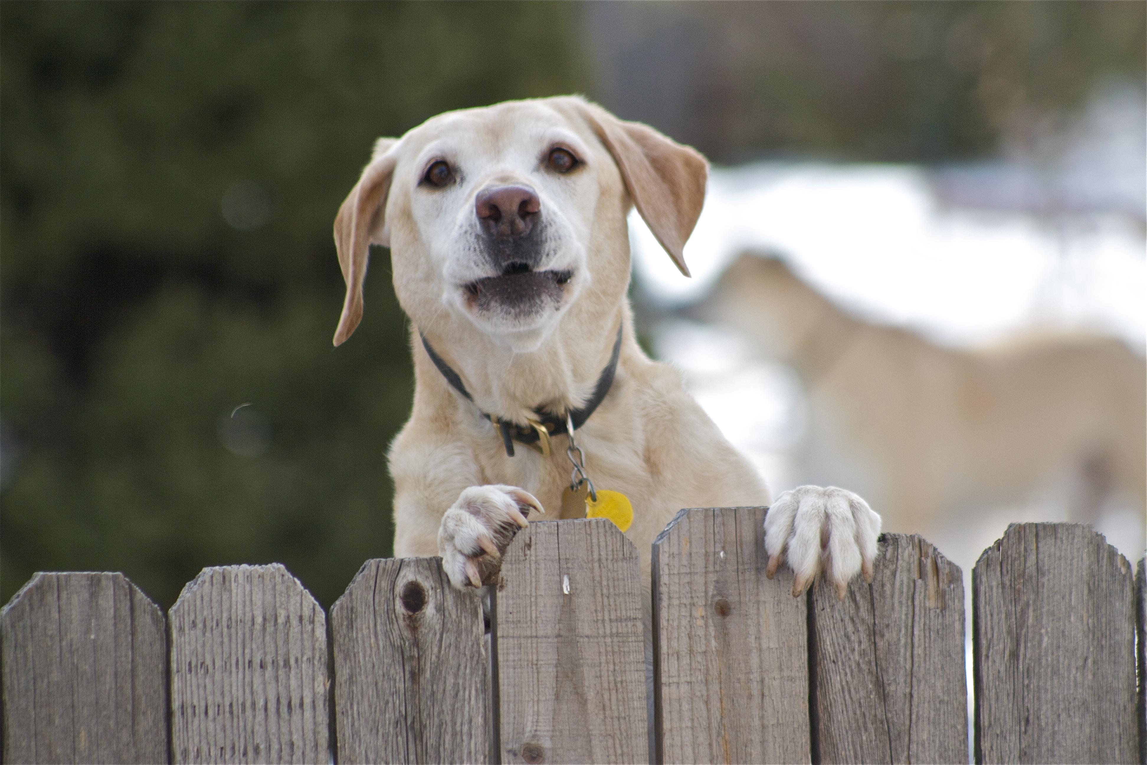 Dog Photography Wallpapers - Top Free Dog Photography Backgrounds ...