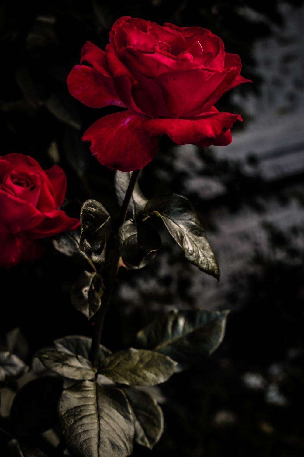 Single Red Rose Wallpapers - Top Free Single Red Rose Backgrounds ...