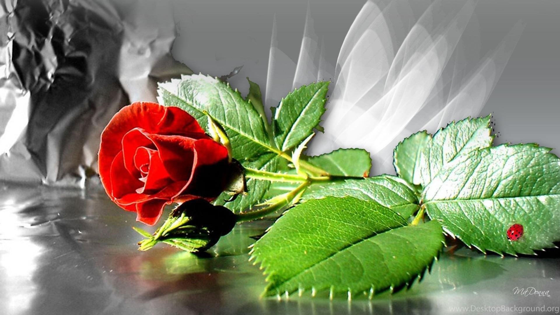 Single Red Rose Wallpapers - Top Free Single Red Rose Backgrounds ...
