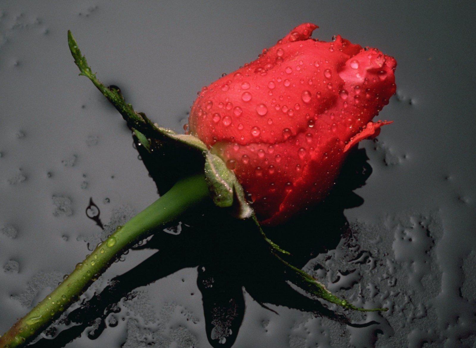 Single Red Rose Wallpapers - Top Free Single Red Rose Backgrounds ...