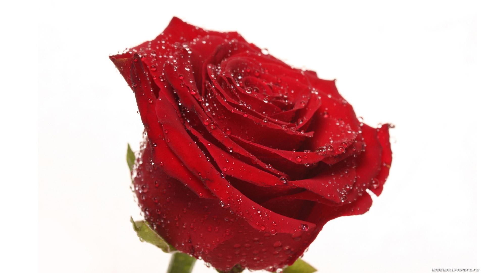 Single Red Rose Wallpapers - Top Free Single Red Rose Backgrounds ...