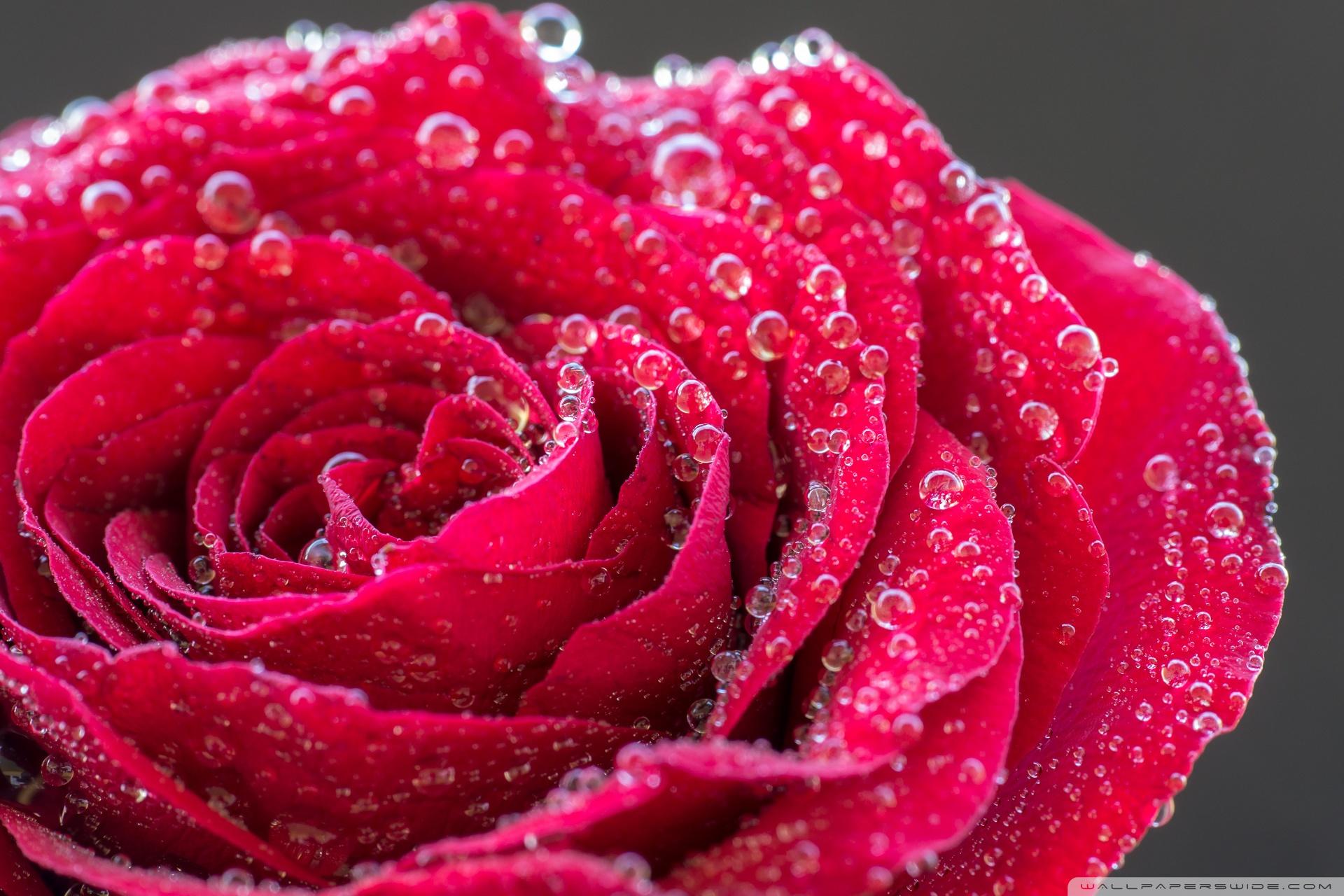 Single Red Rose Wallpapers - Top Free Single Red Rose Backgrounds ...