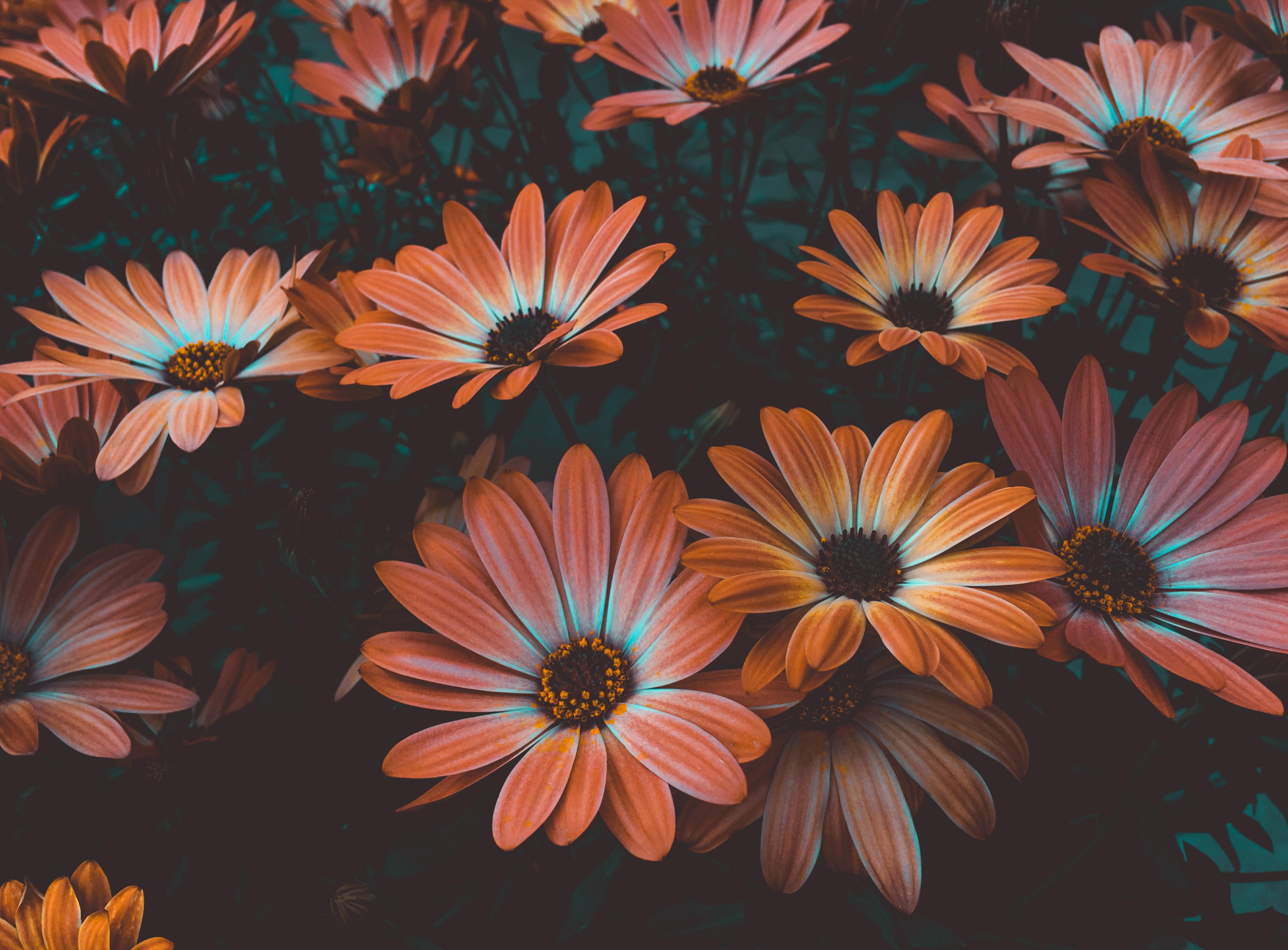 Grunge Flowers Wallpapers - Top Free Grunge Flowers Backgrounds ...