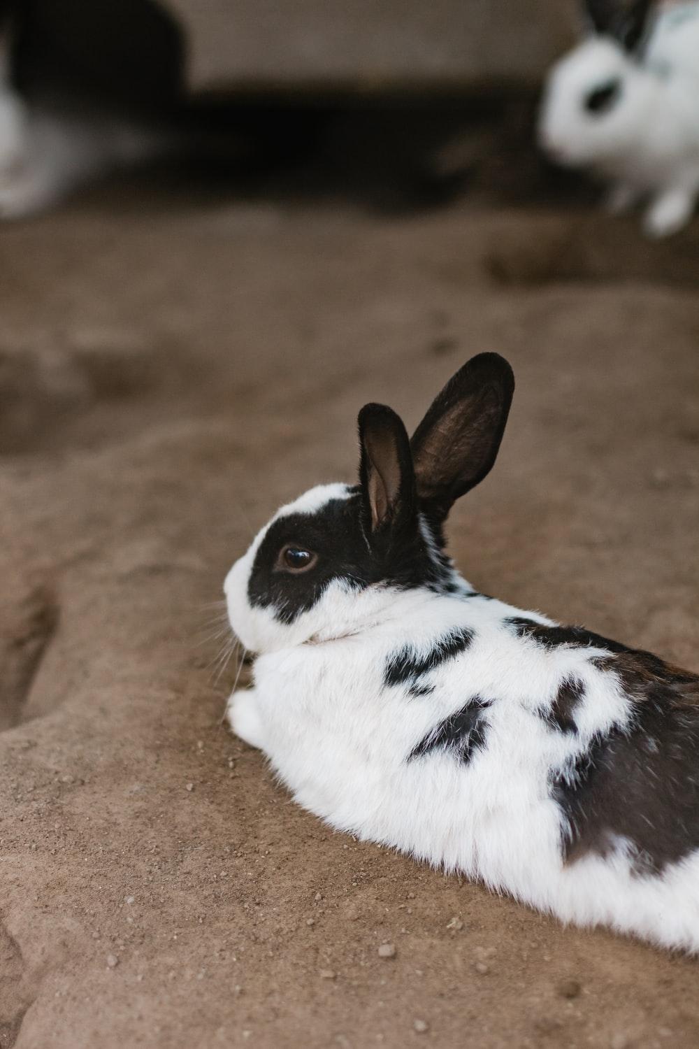 Black and White Rabbit Wallpapers - Top Free Black and White Rabbit ...