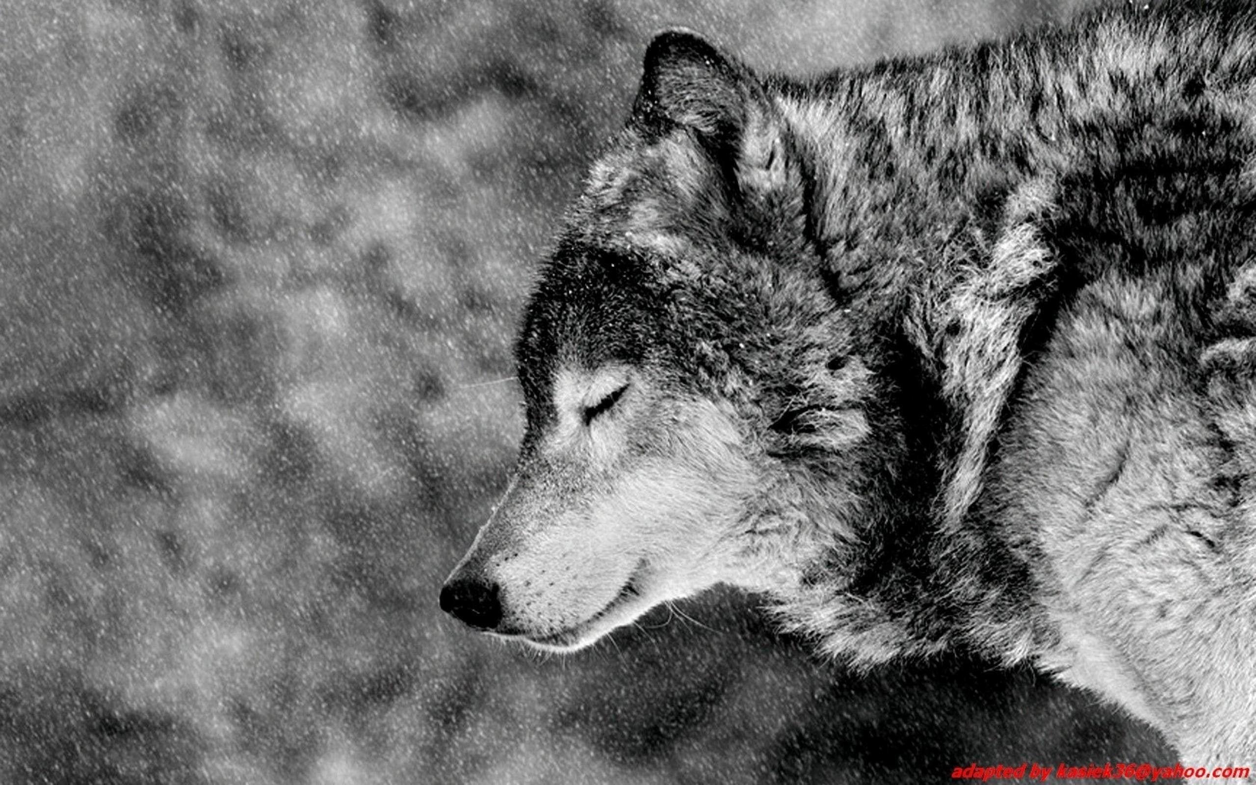 Evil White Wolf Wallpapers - Top Free Evil White Wolf Backgrounds ...