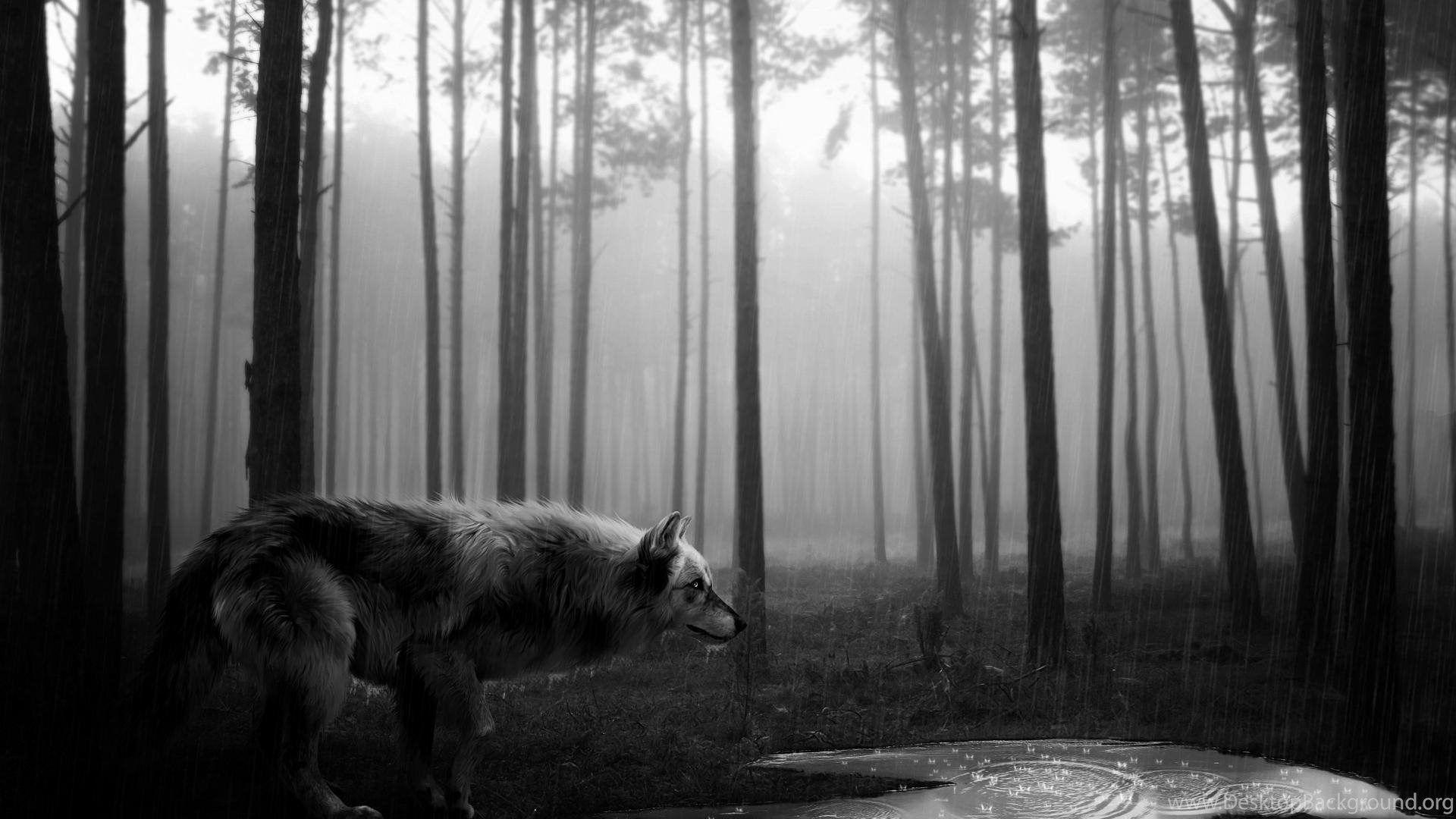 Evil White Wolf Wallpapers - Top Free Evil White Wolf Backgrounds ...