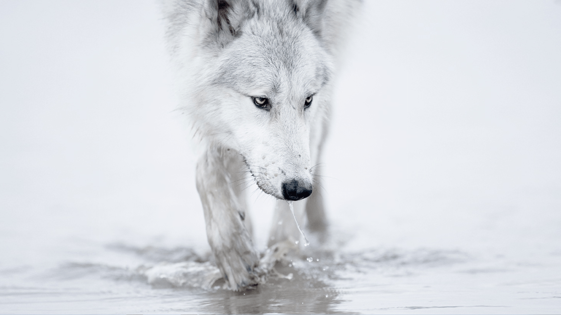Evil White Wolf Wallpapers - Top Free Evil White Wolf Backgrounds ...