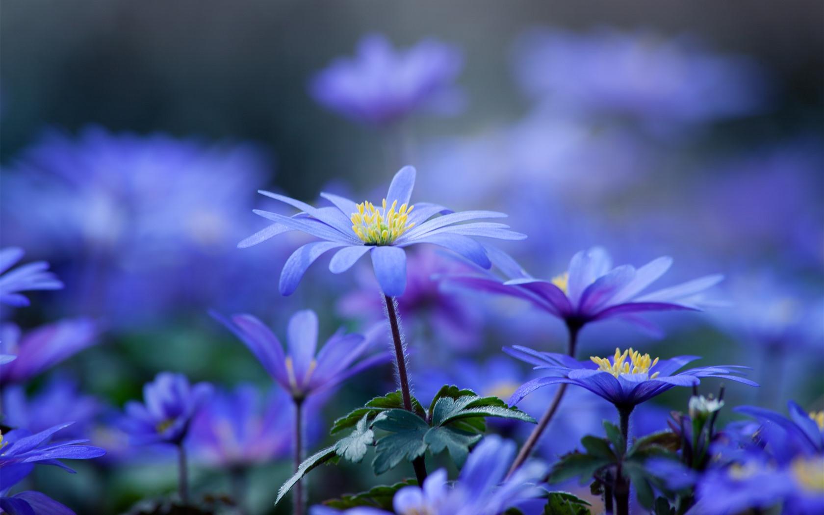 Blue Purple Flower Desktop Wallpapers - Top Free Blue Purple Flower ...