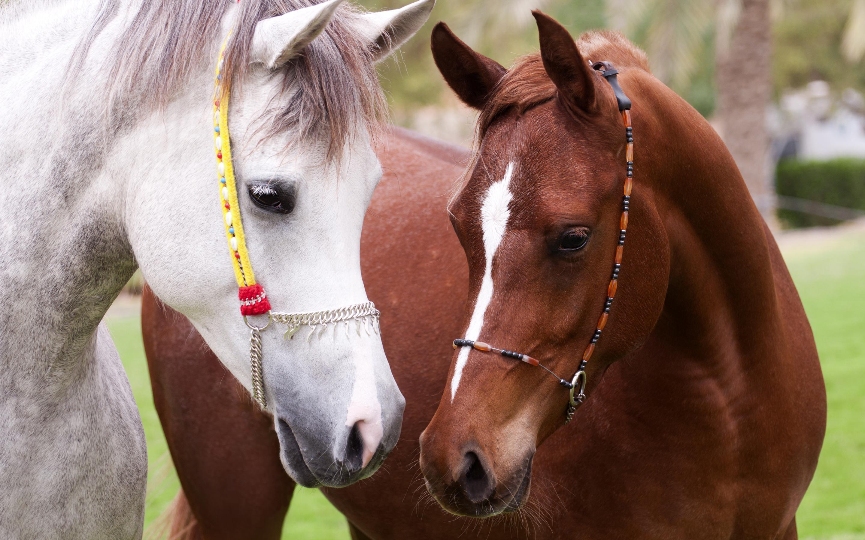 Horse Love Wallpapers - Top Free Horse Love Backgrounds - WallpaperAccess