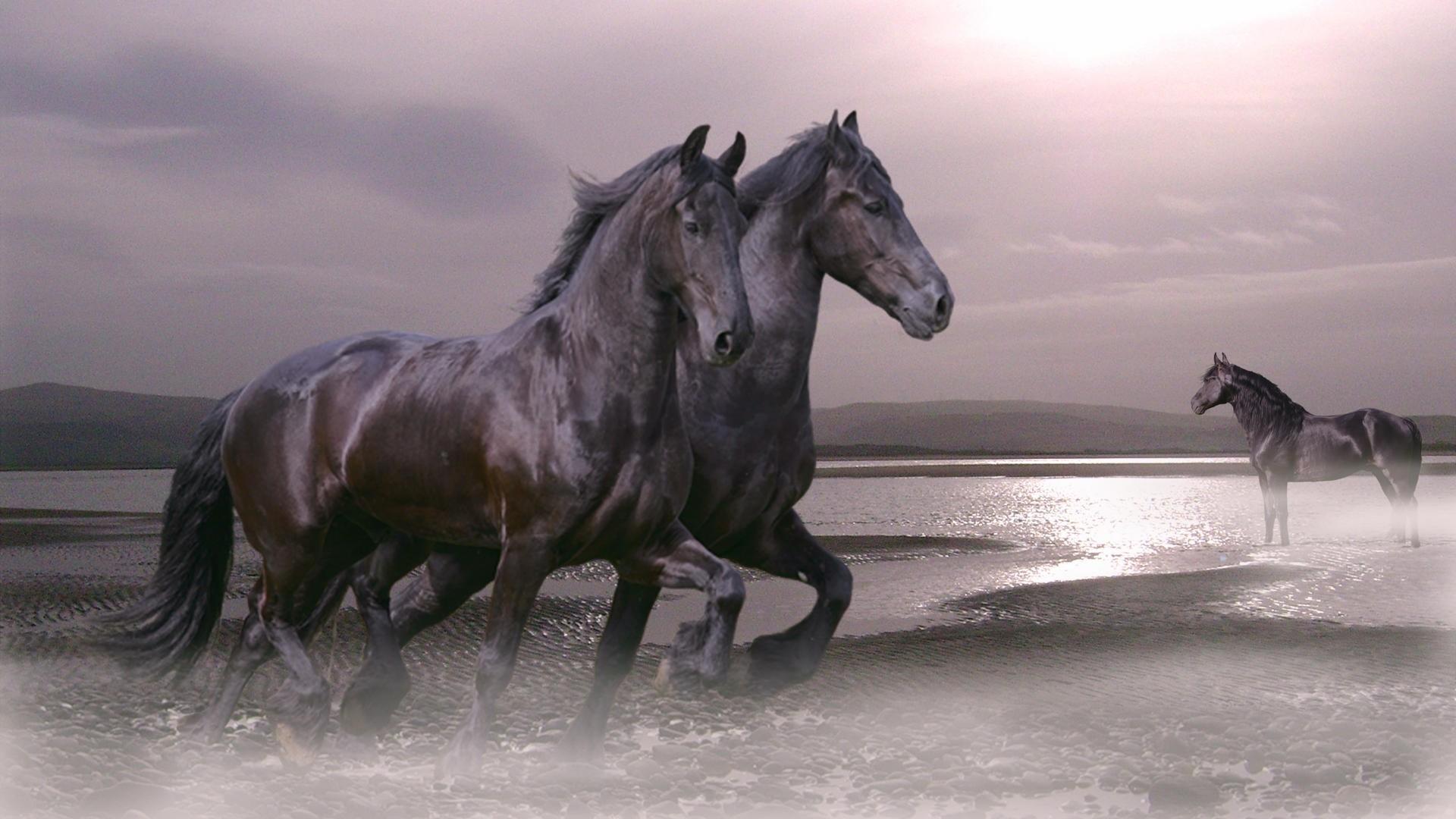 Horse Love Wallpapers - Top Free Horse Love Backgrounds - WallpaperAccess