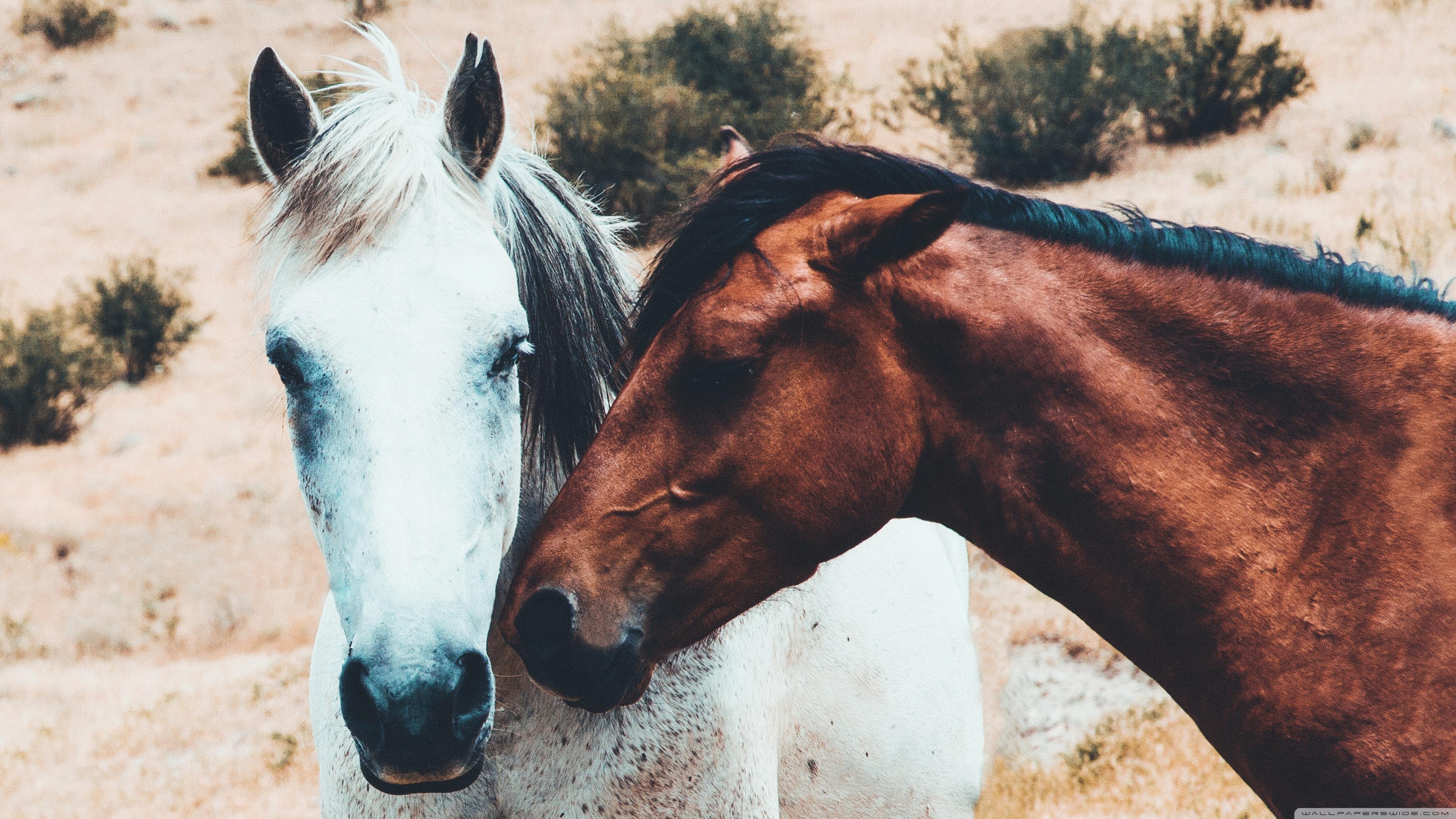 Horse Love Wallpapers - Top Free Horse Love Backgrounds - WallpaperAccess