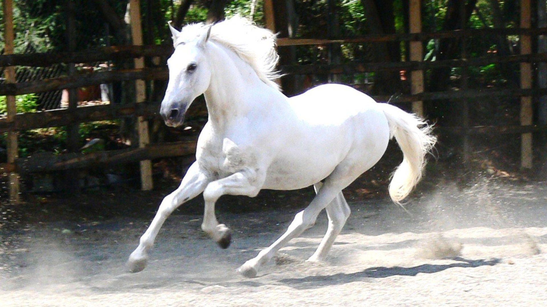Horse HD Wallpapers - Top Free Horse HD Backgrounds - WallpaperAccess
