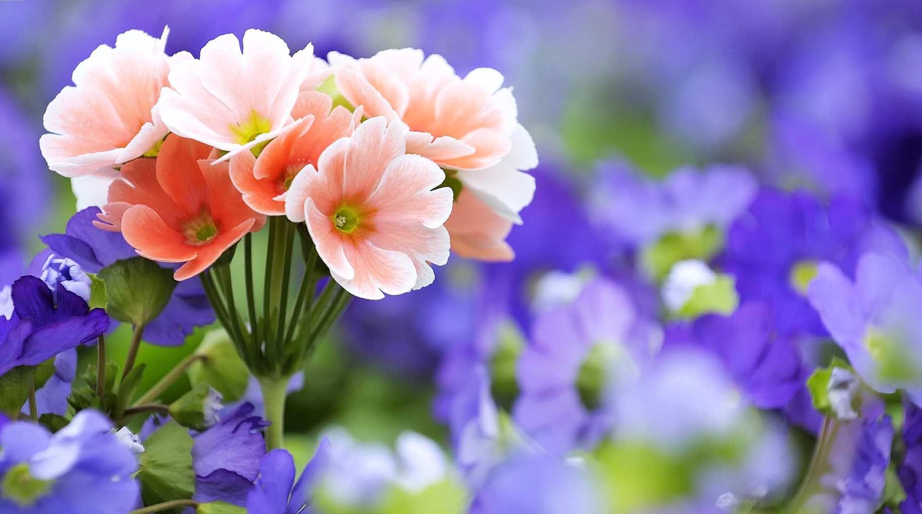 HD Flowers Wallpapers - Top Free HD Flowers Backgrounds - WallpaperAccess