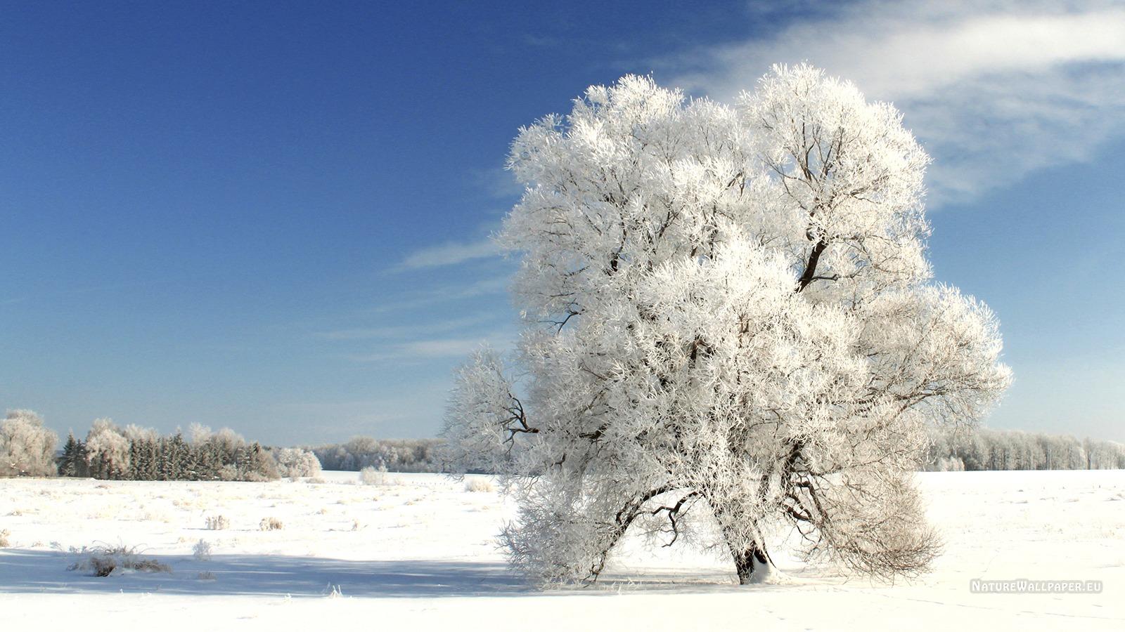 Snow Paradise Wallpapers - Top Free Snow Paradise Backgrounds ...