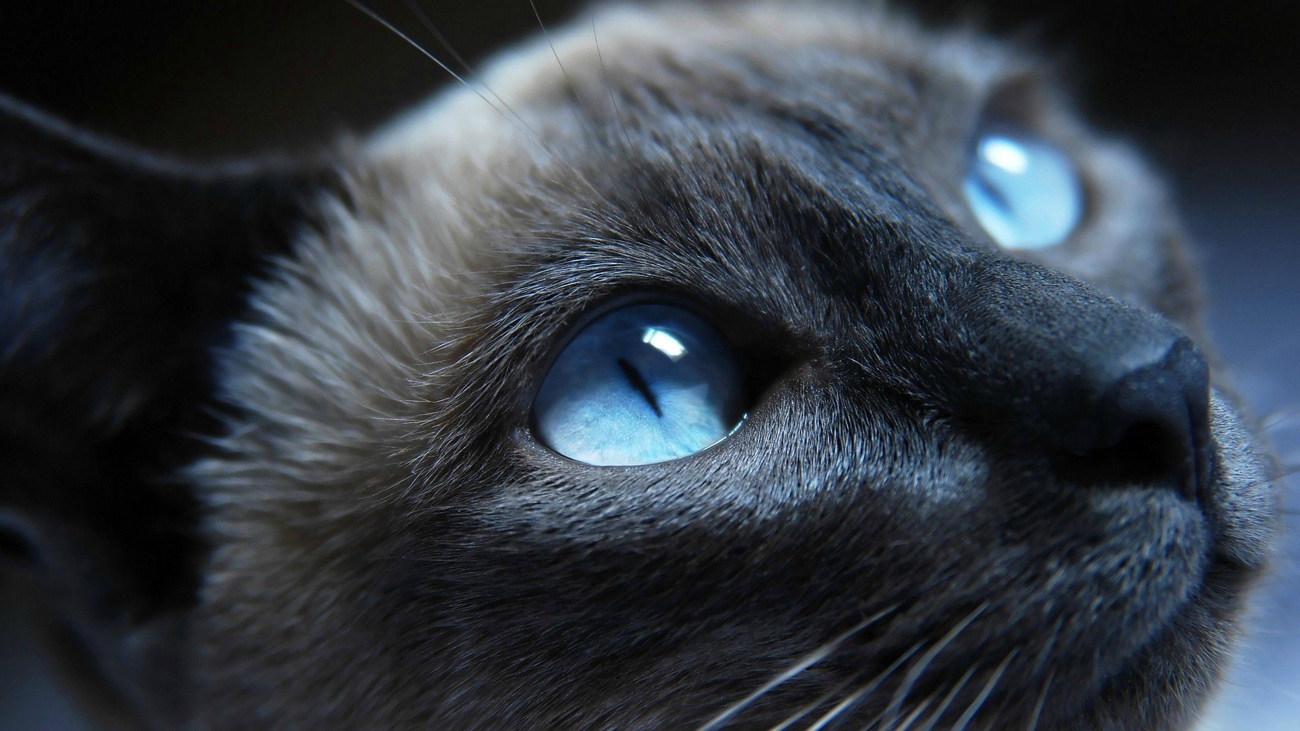 2560X1440 Cat Wallpapers - Top Free 2560X1440 Cat Backgrounds ...