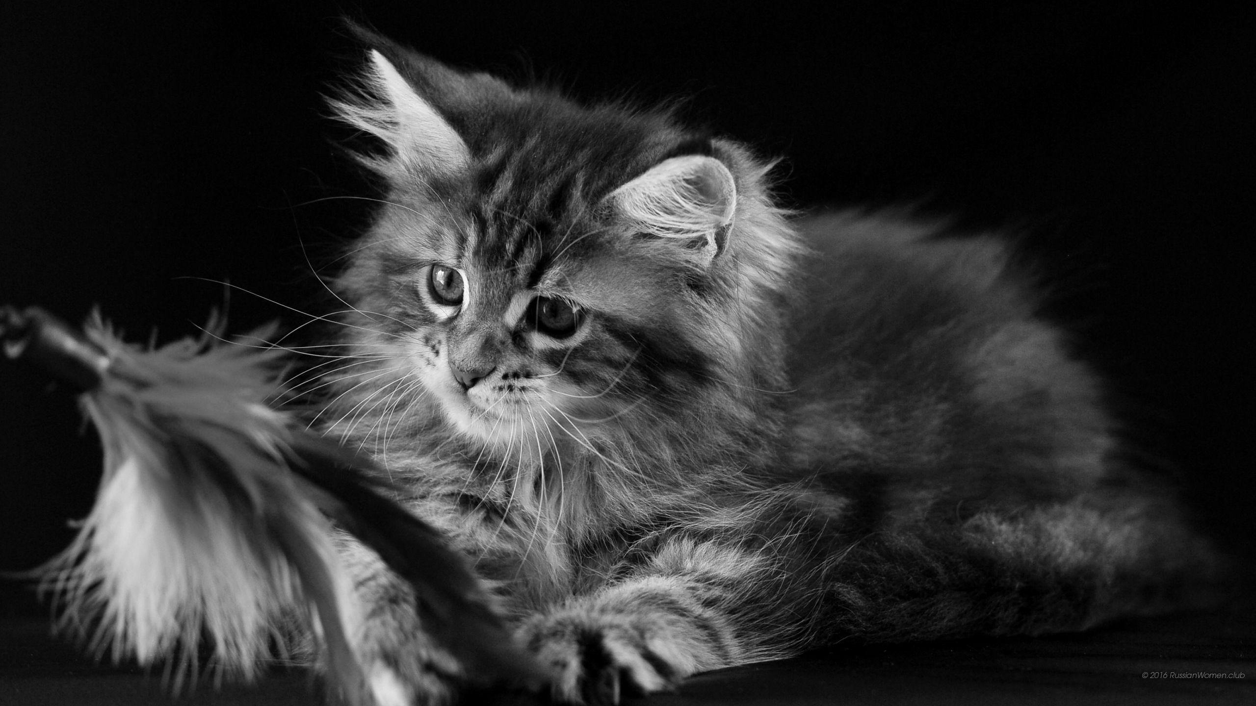 2560X1440 Cat Wallpapers - Top Free 2560X1440 Cat Backgrounds ...