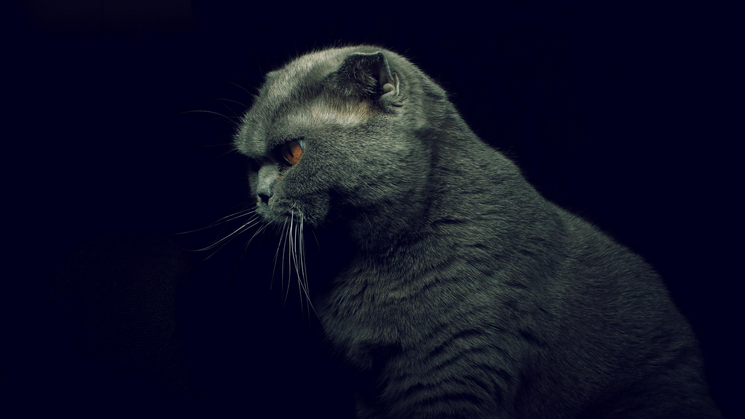 2560X1440 Cat Wallpapers - Top Free 2560X1440 Cat Backgrounds ...