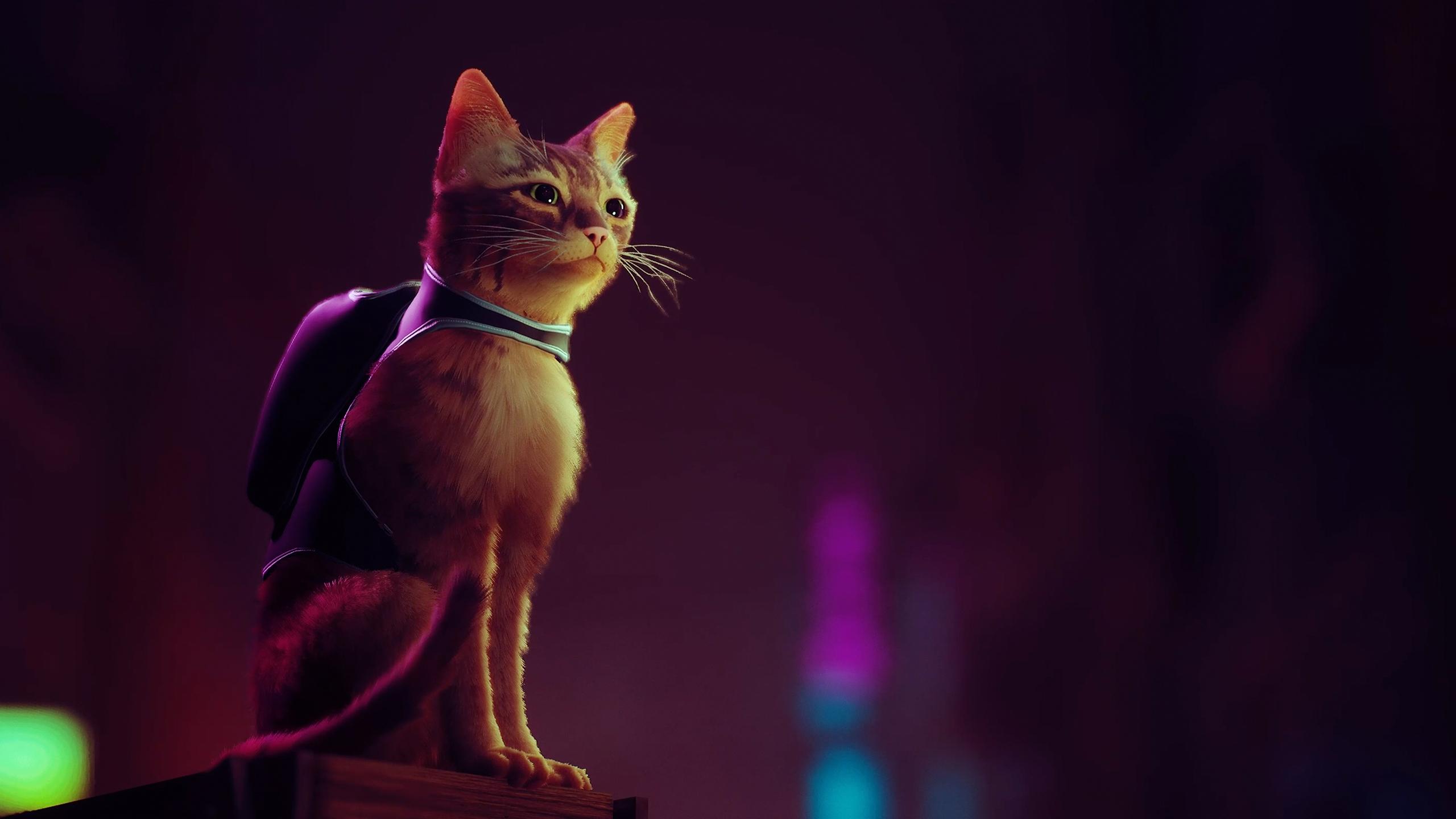 2560X1440 Cat Wallpapers - Top Free 2560X1440 Cat Backgrounds ...