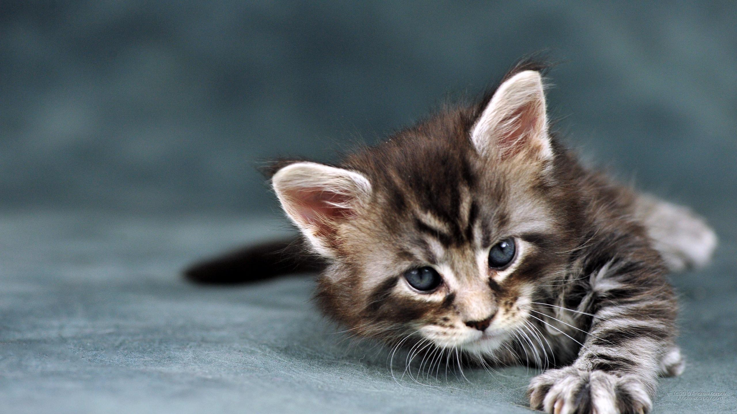 2560X1440 Cat Wallpapers - Top Free 2560X1440 Cat Backgrounds ...
