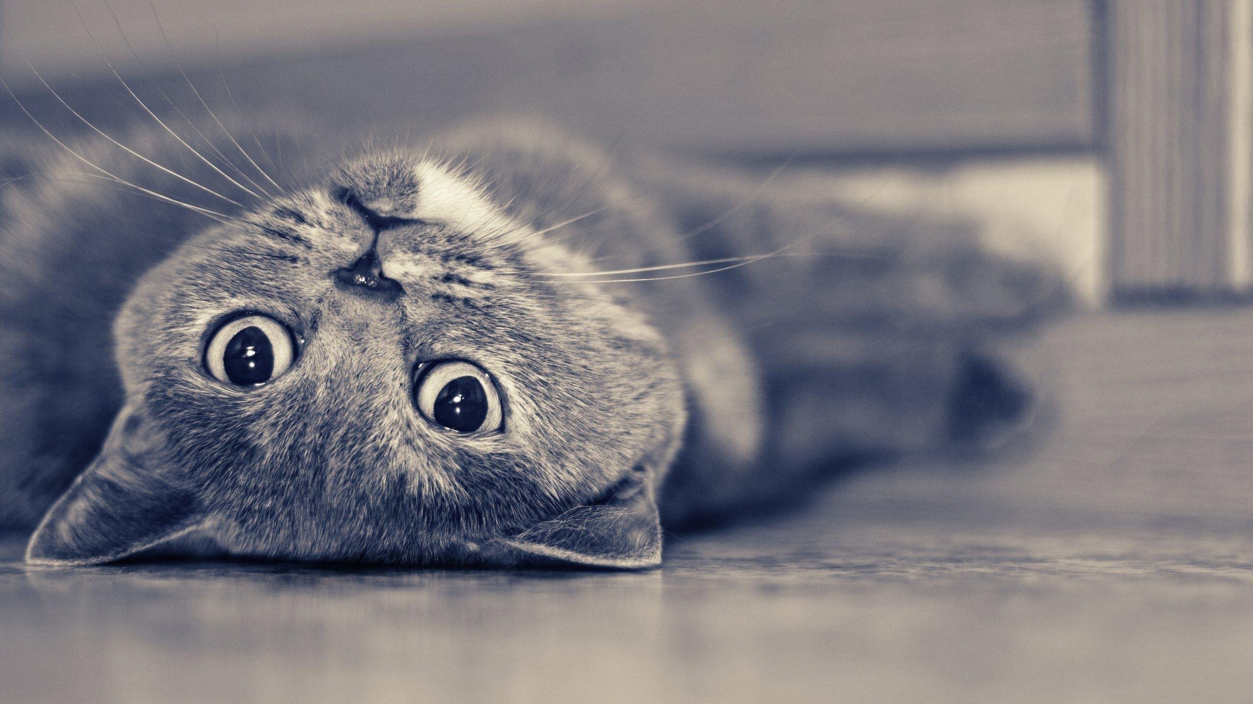 2560X1440 Cat Wallpapers - Top Free 2560X1440 Cat Backgrounds ...