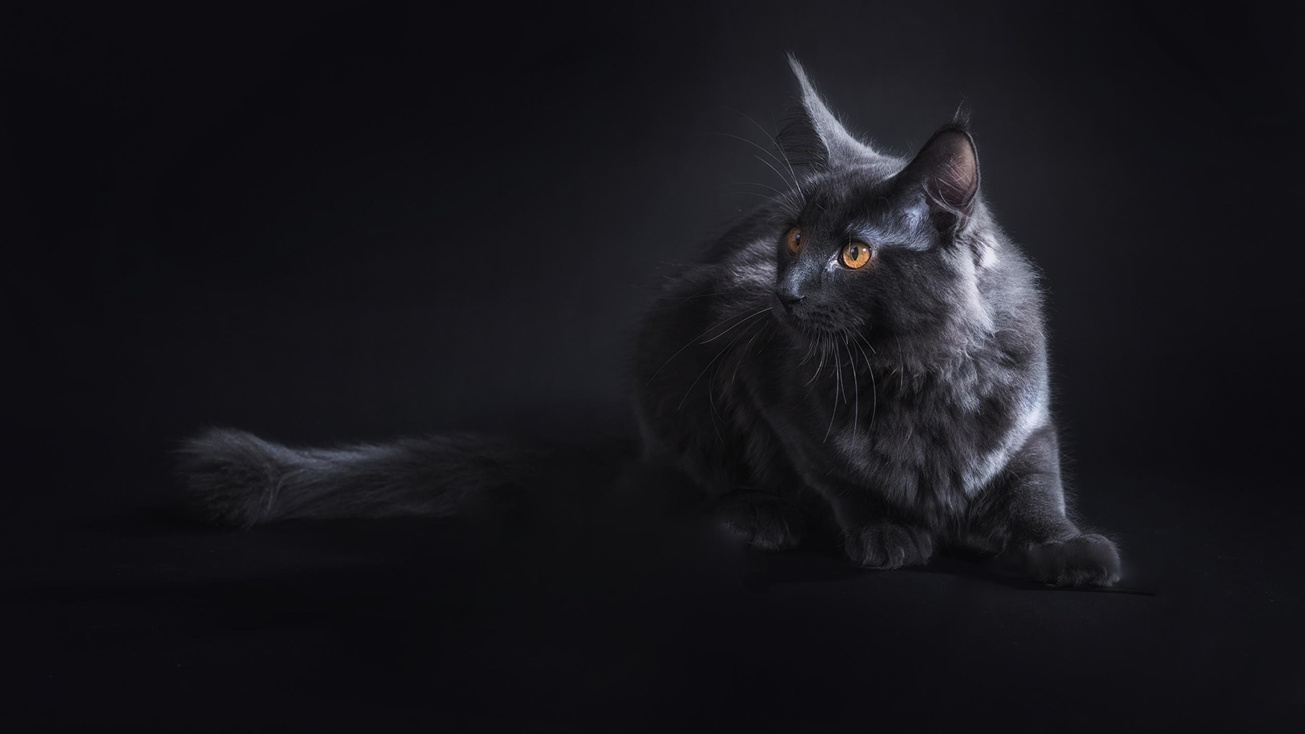 2560X1440 Cat Wallpapers - Top Free 2560X1440 Cat Backgrounds ...