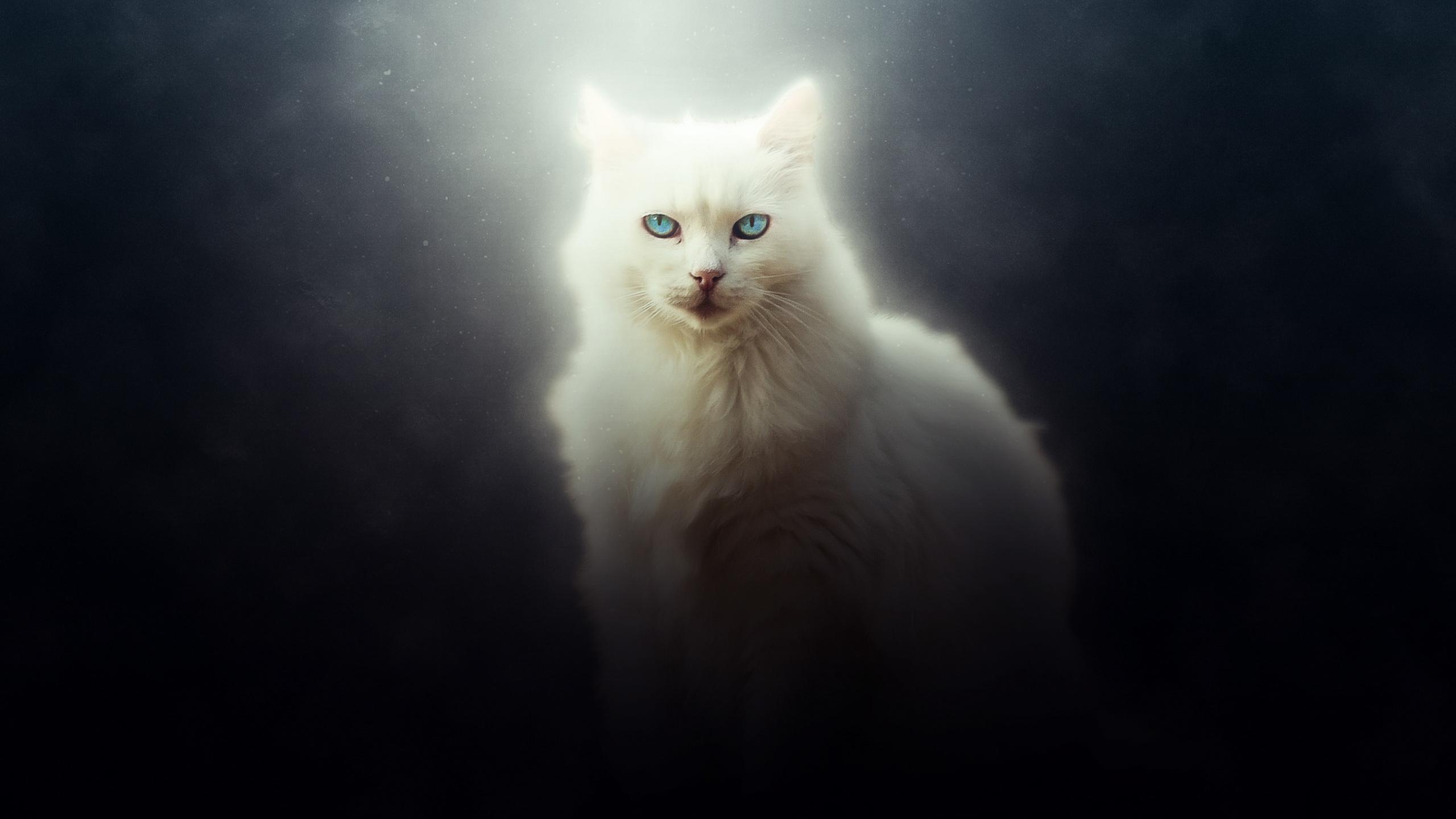 2560X1440 Cat Wallpapers - Top Free 2560X1440 Cat Backgrounds ...