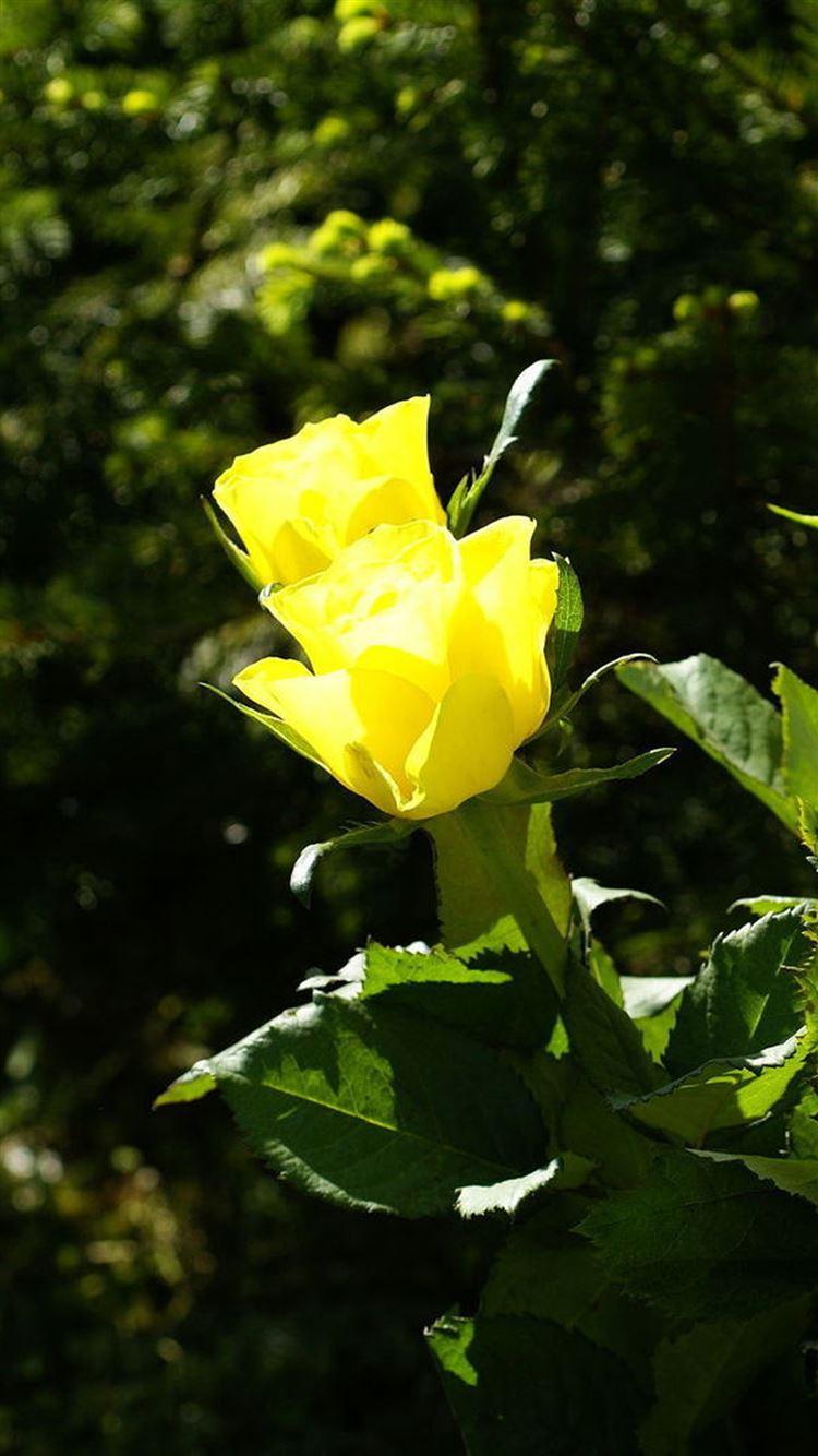 Aesthetic Yellow Rose Wallpapers - Top Free Aesthetic Yellow Rose ...