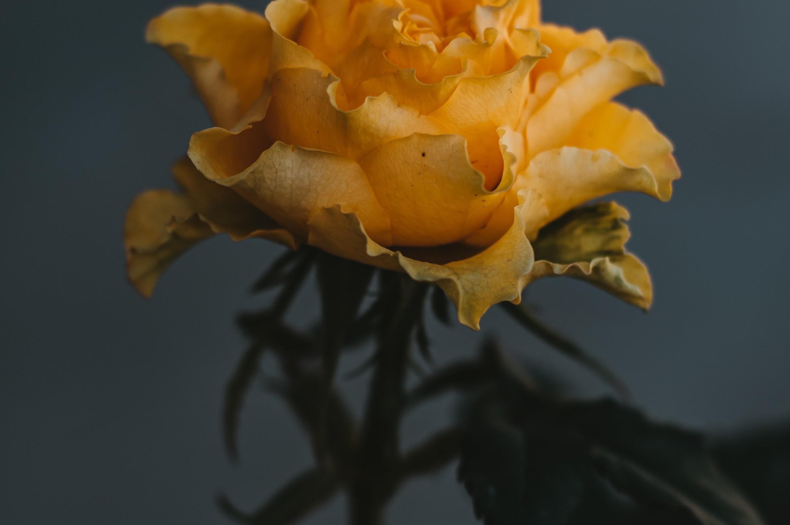 Aesthetic Yellow Rose Wallpapers - Top Free Aesthetic Yellow Rose ...