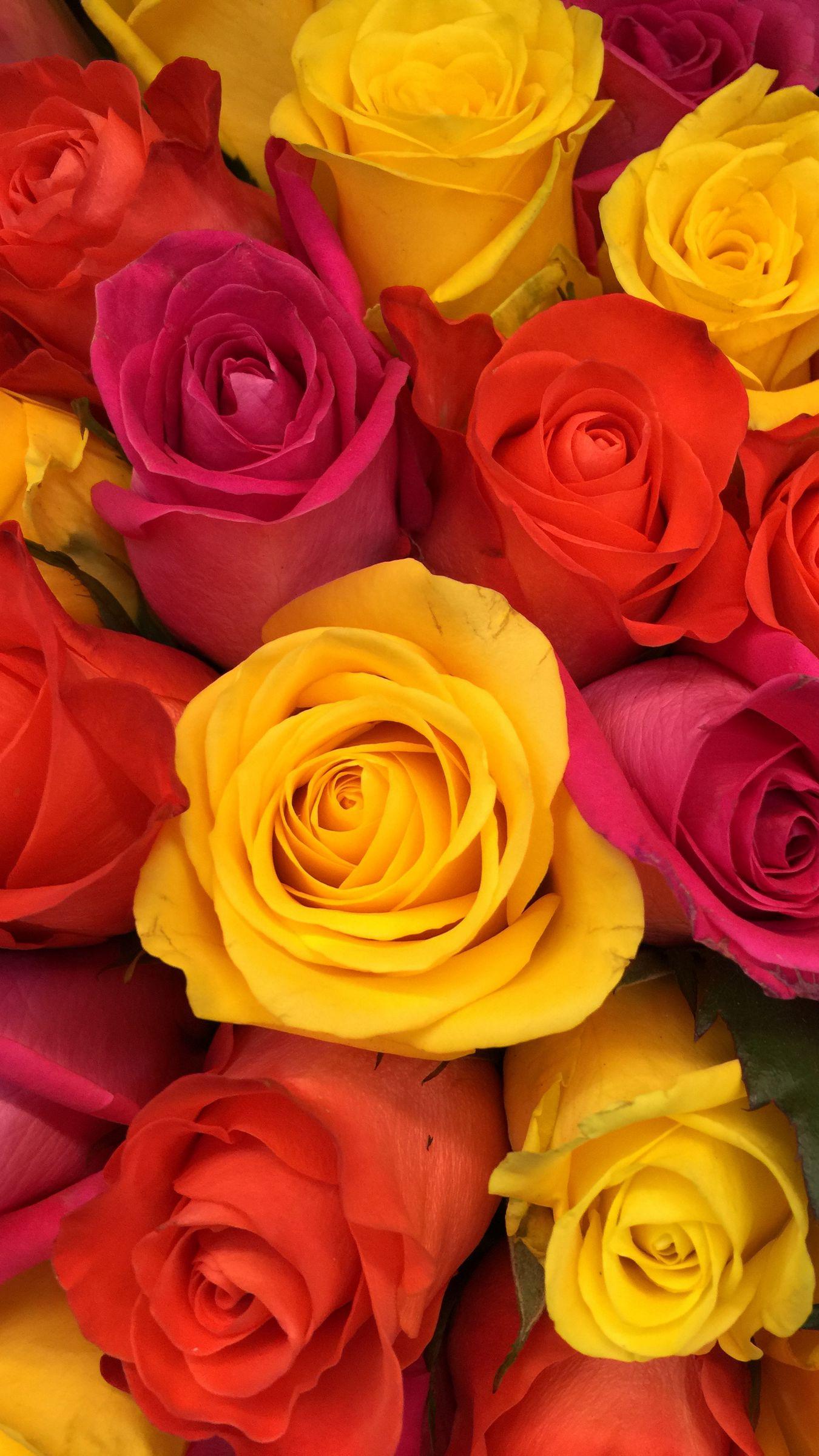 Aesthetic Yellow Rose Wallpapers - Top Free Aesthetic Yellow Rose ...