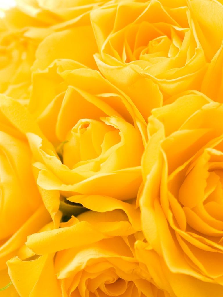 Aesthetic Yellow Rose Wallpapers - Top Free Aesthetic Yellow Rose ...