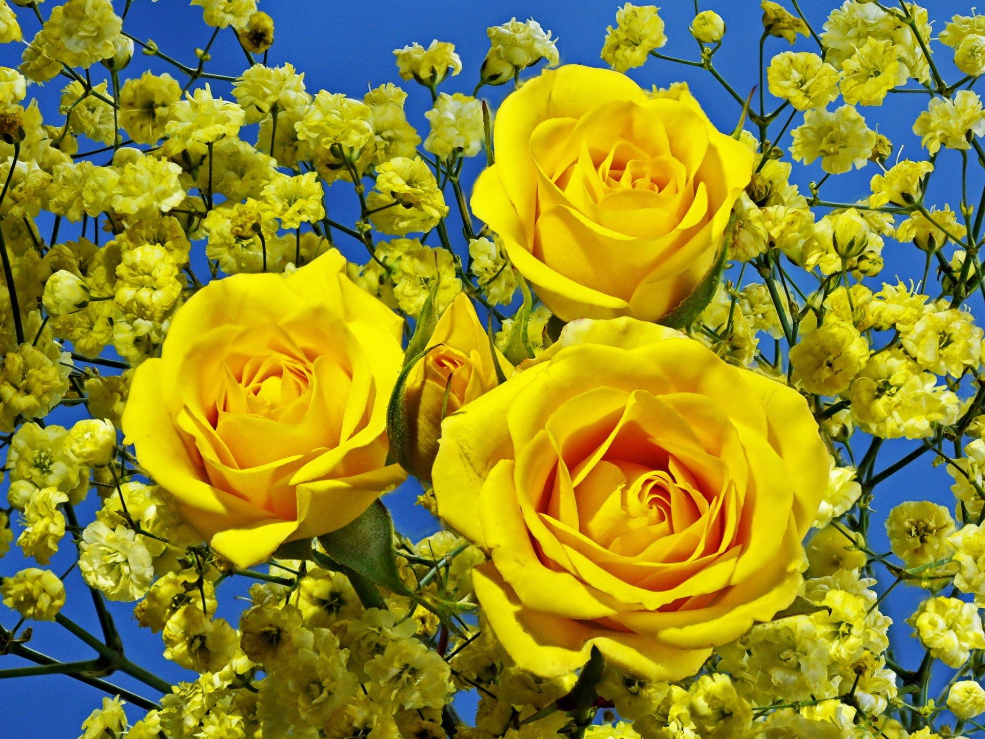 Aesthetic Yellow Rose Wallpapers - Top Free Aesthetic Yellow Rose ...