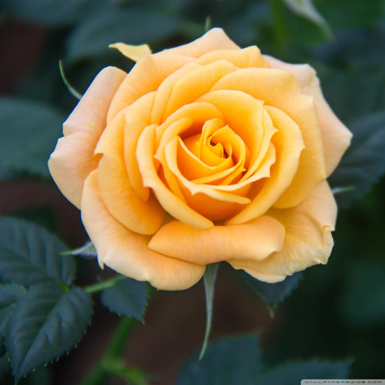 Aesthetic Yellow Rose Wallpapers - Top Free Aesthetic Yellow Rose ...