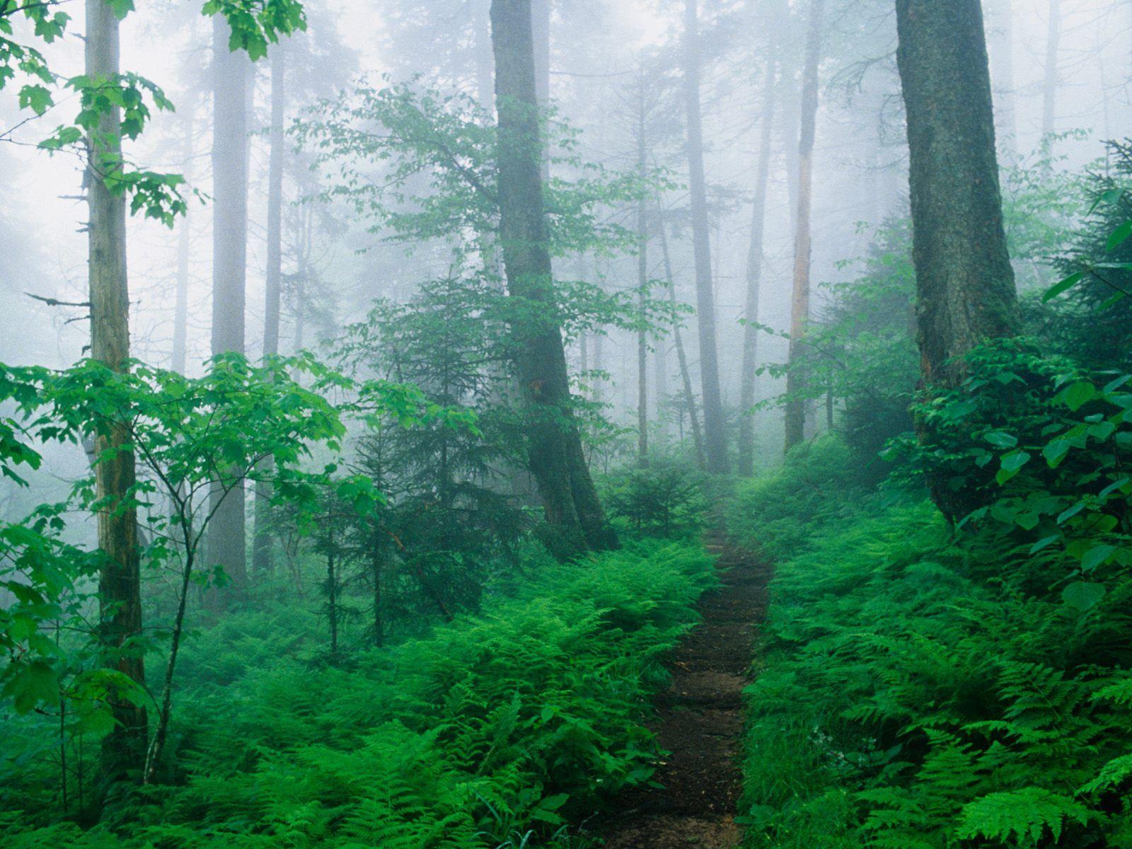 Appalachian Trail Wallpapers - Top Free Appalachian Trail Backgrounds ...