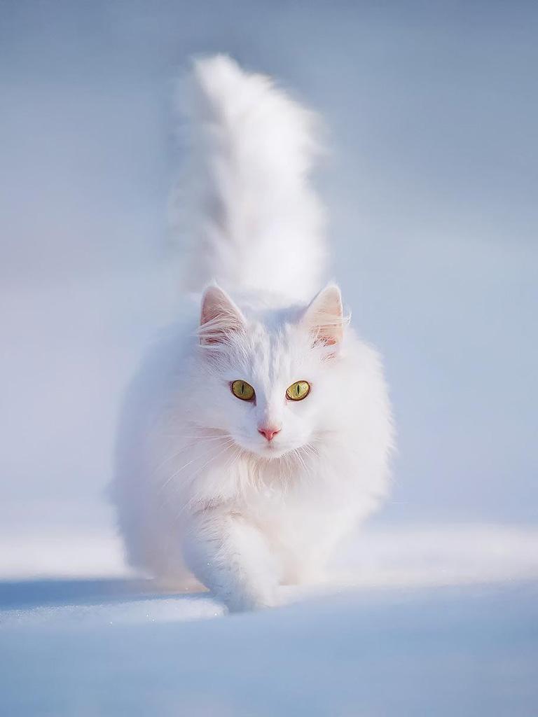 Snow Cat Wallpapers - Top Free Snow Cat Backgrounds - WallpaperAccess