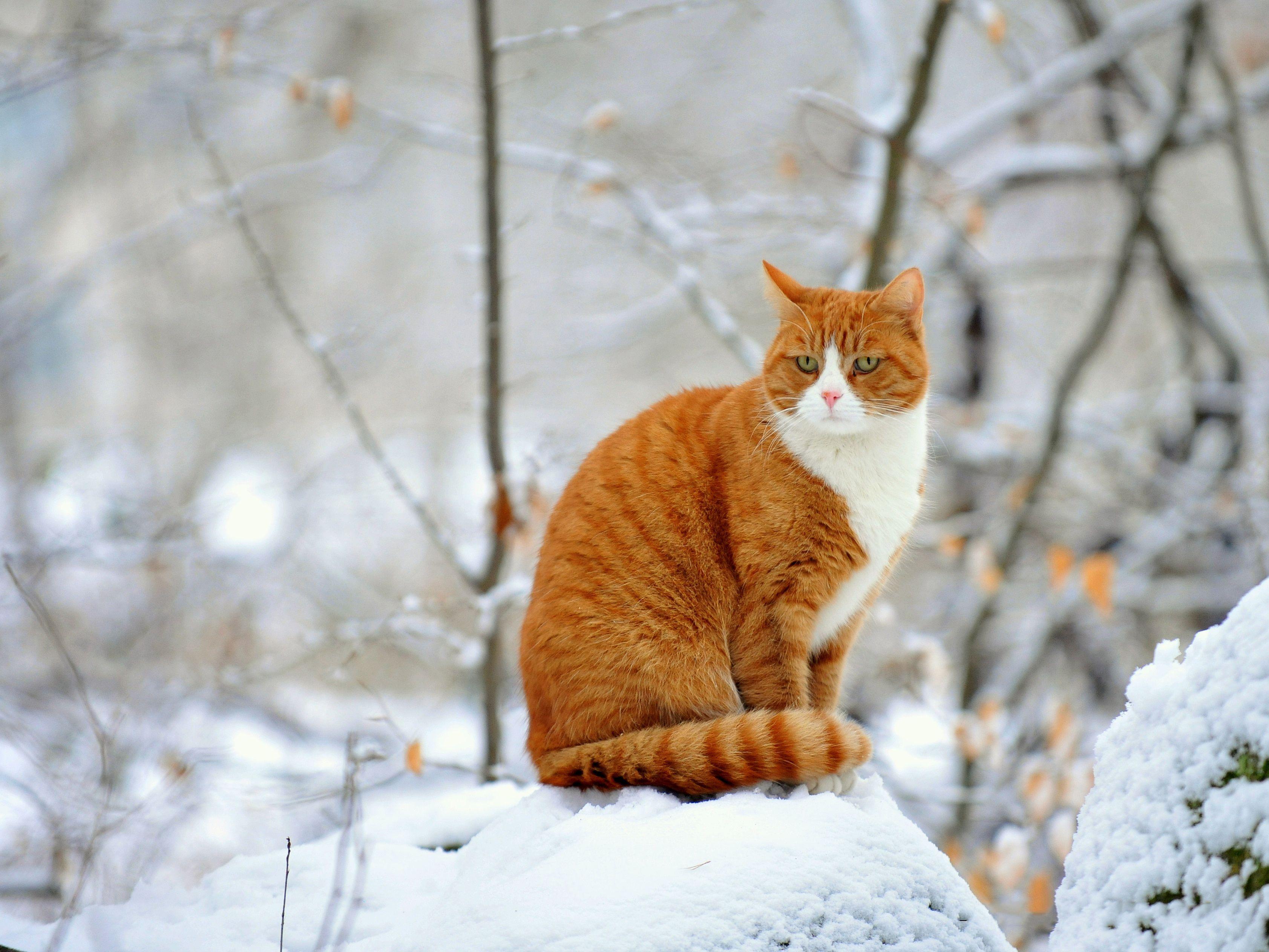 Snow Cat Wallpapers - Top Free Snow Cat Backgrounds - WallpaperAccess