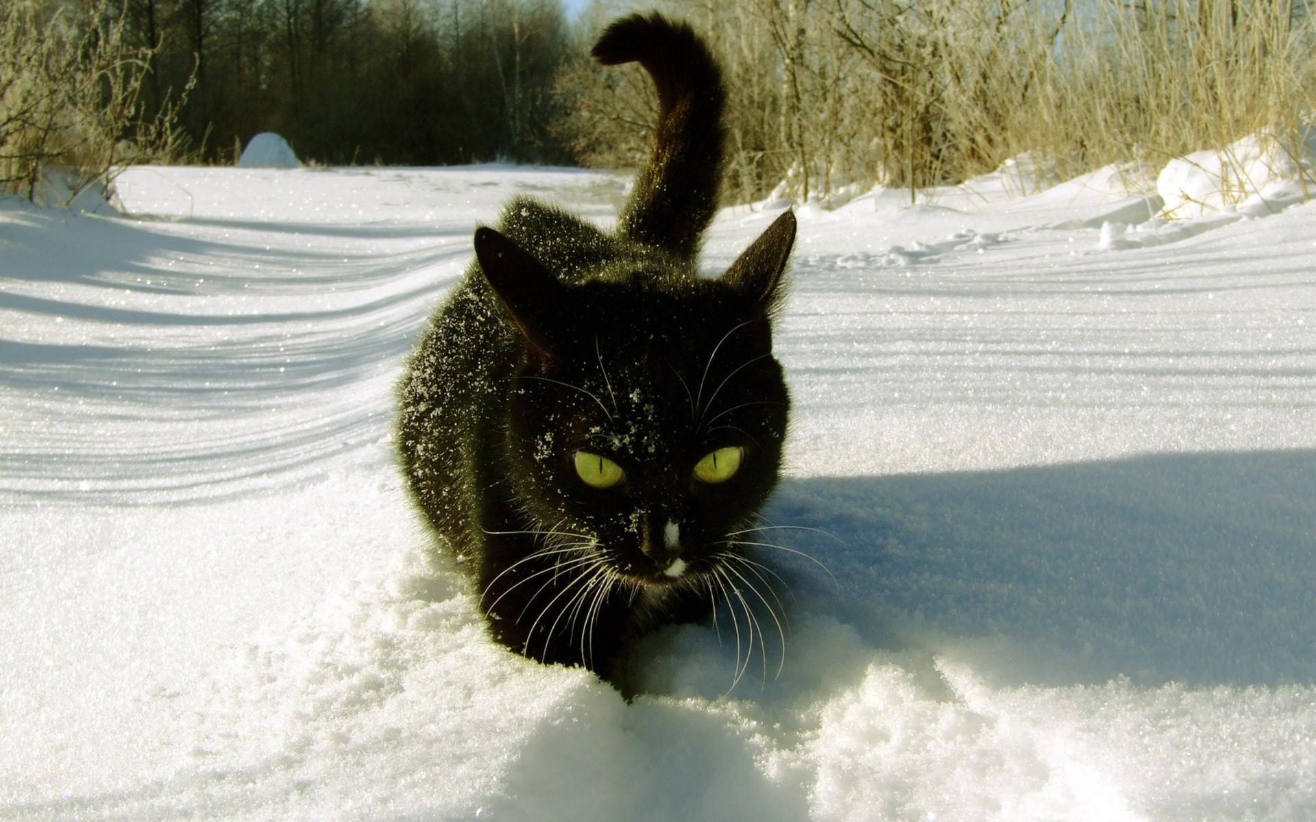 Snow Cat Wallpapers - Top Free Snow Cat Backgrounds - WallpaperAccess