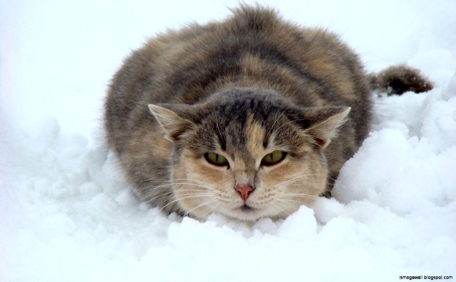 Snow Cat Wallpapers - Top Free Snow Cat Backgrounds - WallpaperAccess