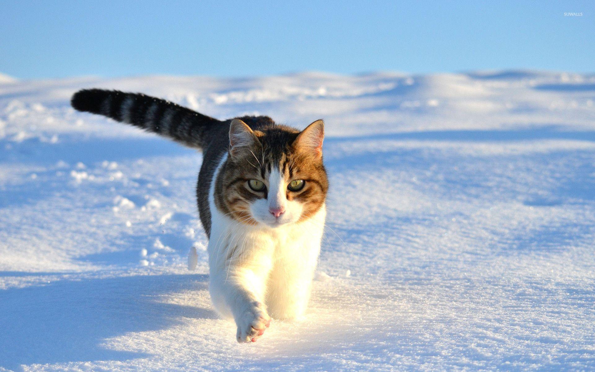 Snow Cat Wallpapers - Top Free Snow Cat Backgrounds - WallpaperAccess