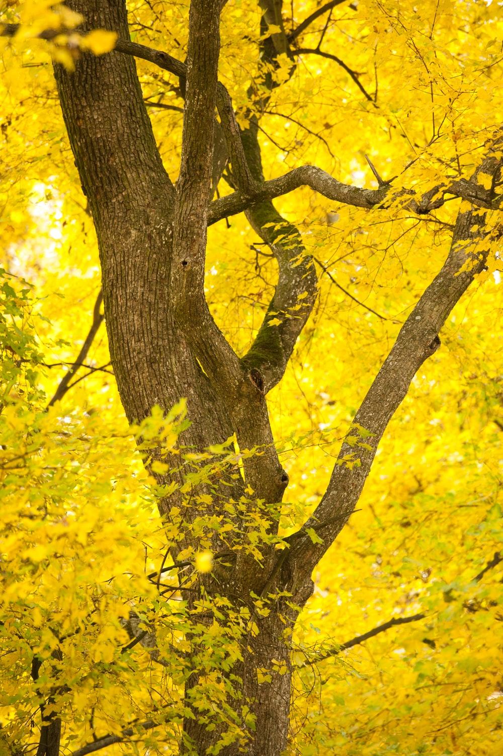 Yellow Leaves Wallpapers - Top Free Yellow Leaves Backgrounds ...