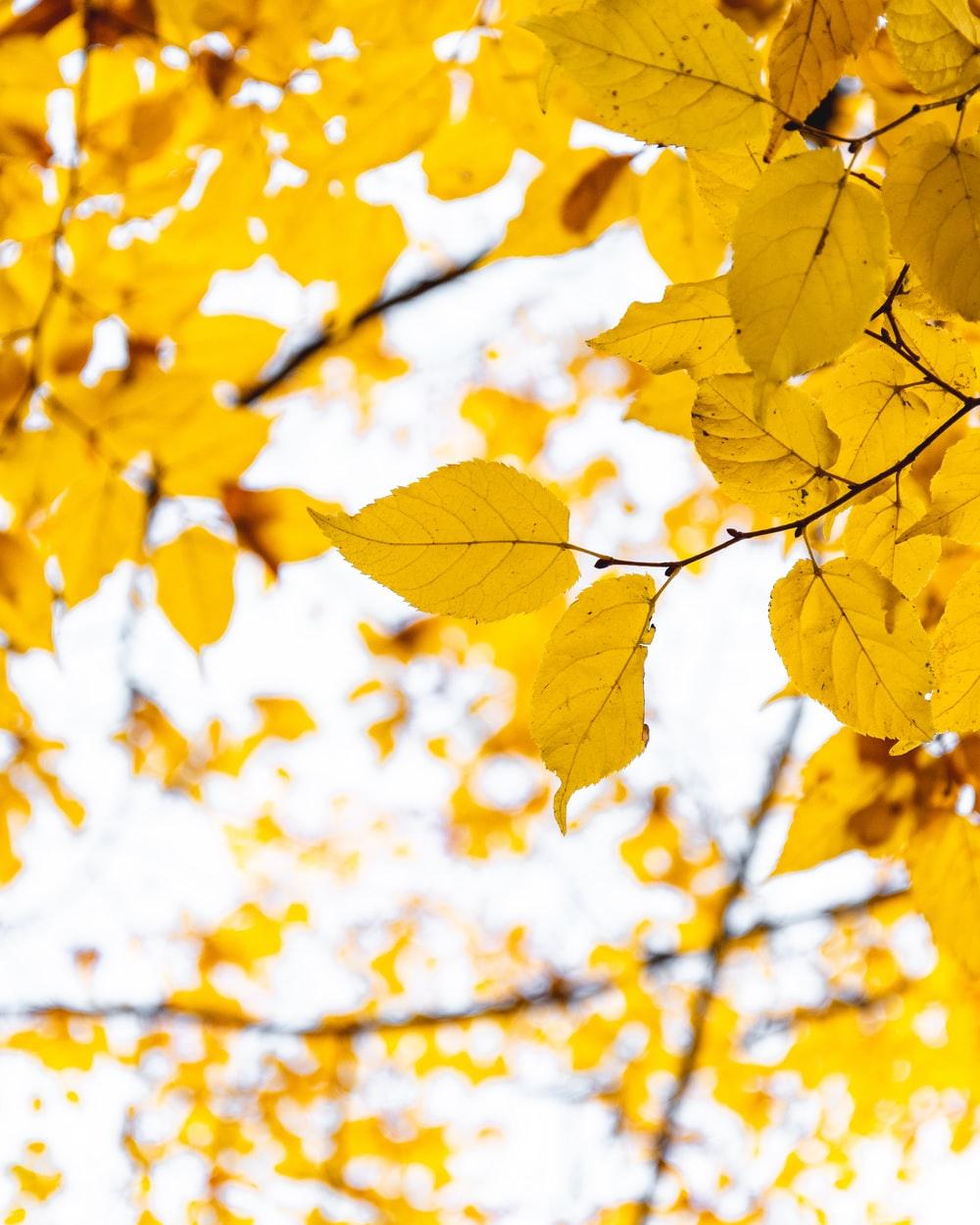 Yellow Leaves Wallpapers - Top Free Yellow Leaves Backgrounds ...