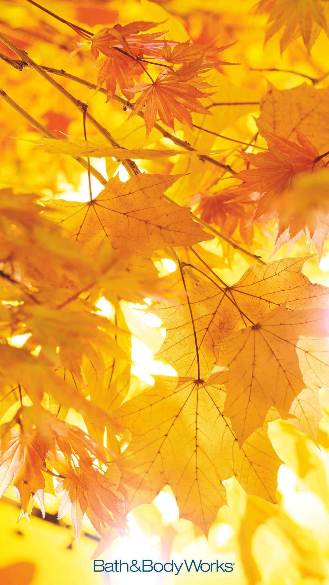 Yellow Leaf Wallpapers - Top Free Yellow Leaf Backgrounds - WallpaperAccess