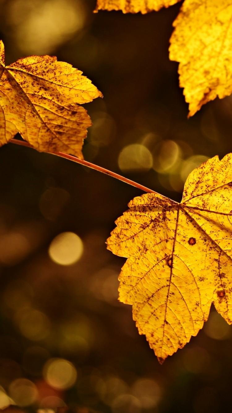 Yellow Leaf Wallpapers - Top Free Yellow Leaf Backgrounds - WallpaperAccess