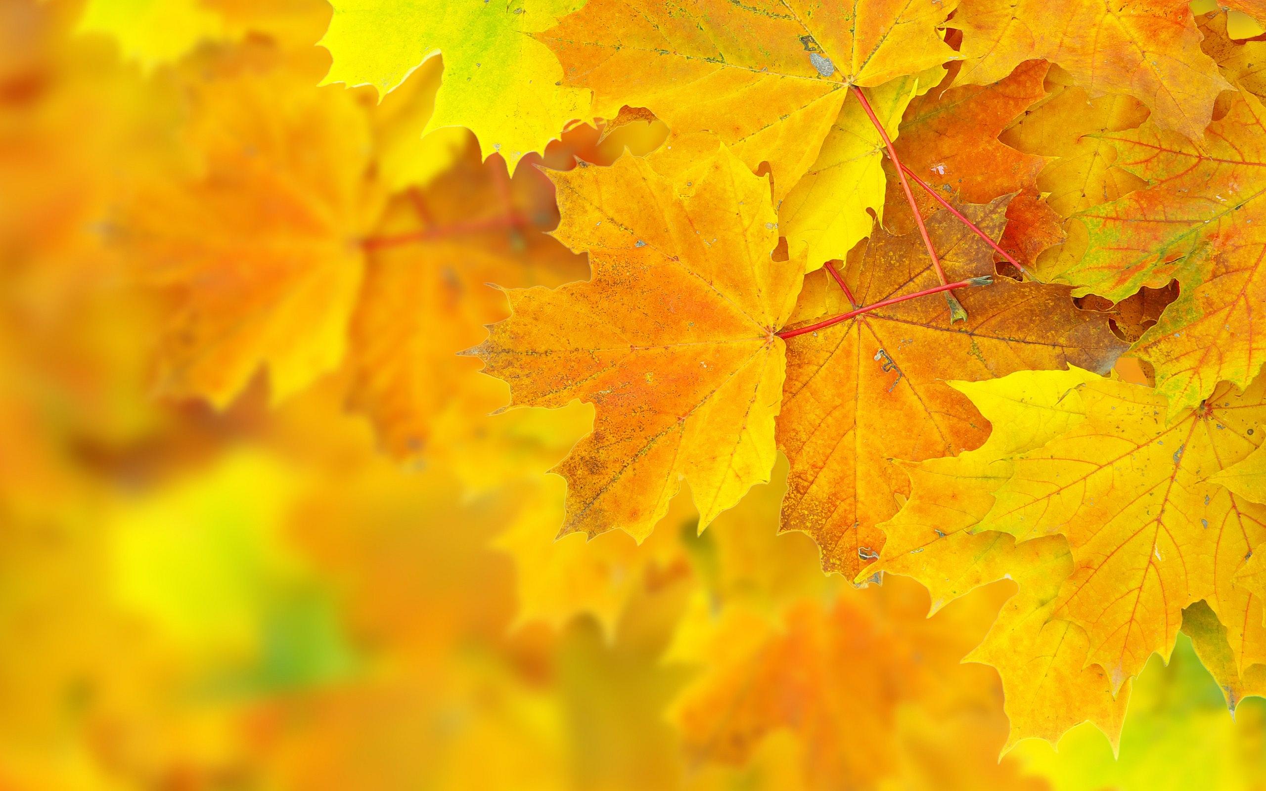 Yellow Leaves Wallpapers - Top Free Yellow Leaves Backgrounds ...