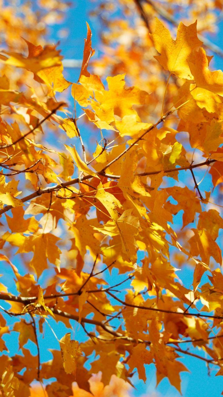 Yellow Leaves Wallpapers - Top Free Yellow Leaves Backgrounds ...