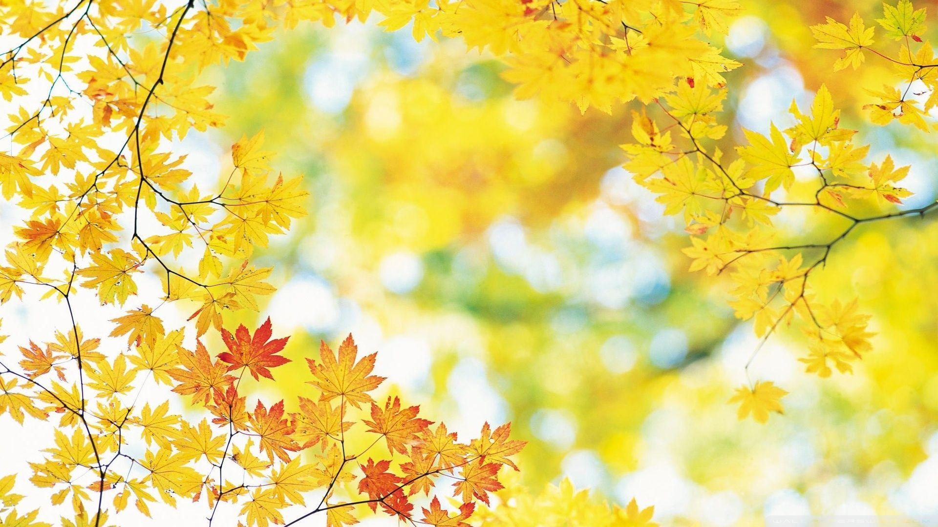 Yellow Leaves Wallpapers - Top Free Yellow Leaves Backgrounds ...