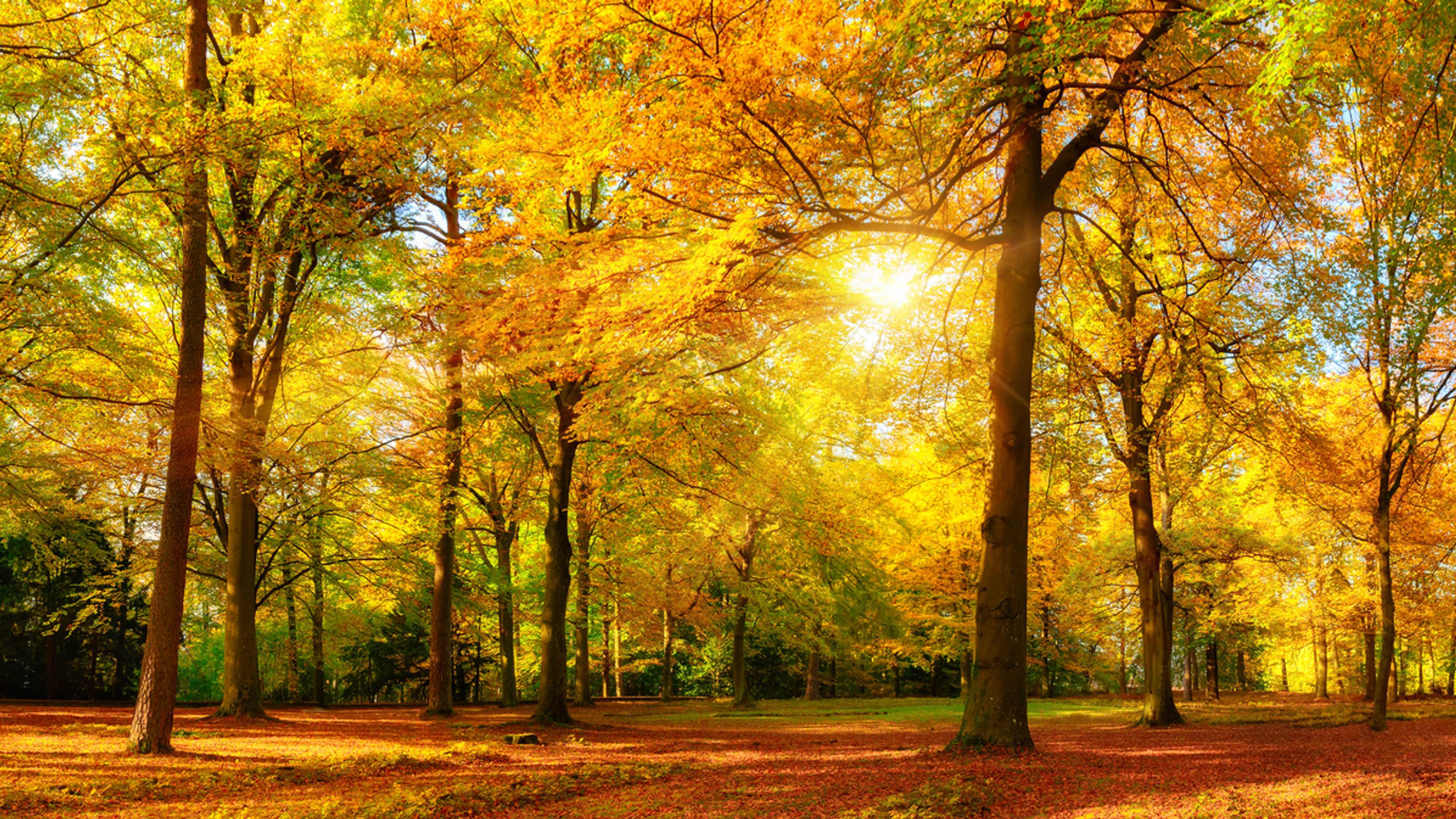 Yellow Leaves Wallpapers - Top Free Yellow Leaves Backgrounds ...